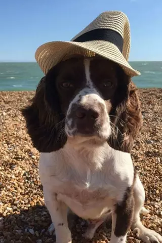 Ma Dougal Roberts kêfxweş e ku li peravê Folkestone ye Hûn ê jê bipirsin