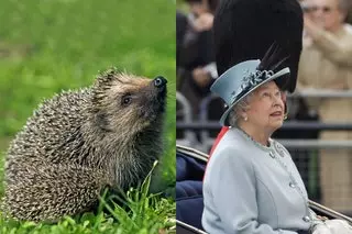 I-hedgehog neNdlovukazi