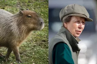 A capybara ndi Princess Royal