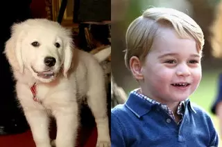 Umdlwane we-golden retriever kanye ne-Prince George