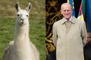 I-llama kanye noMbusi wase-Edinburgh