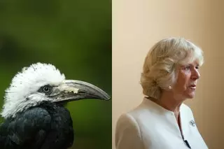 I-hornbill emhlophe kanye ne-Duchess yaseCornwall