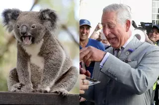 Koala ndi Kalonga wa Wales