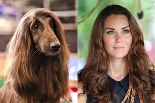 I-Afghan hound kanye namaDuchess aseCambridge