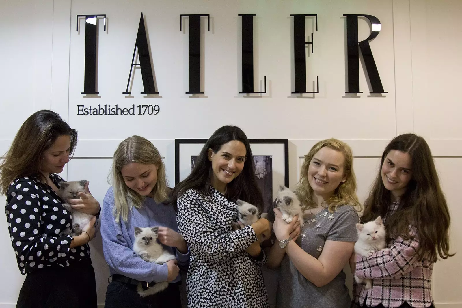 Tatler animal takeover Lambs at Tatler video