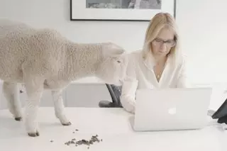 Kambing seperti makan dari meja Kate Reardon