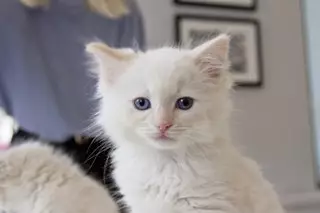 Video: Thaum peb xav tsis thoob lub chaw ua haujlwm Tatler nrog Ragdoll kittens 4729_1