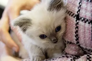 Vidiyo: Mgbe anyị tụrụ ụlọ ọrụ Tatler anya na Ragdoll kittens 4729_10