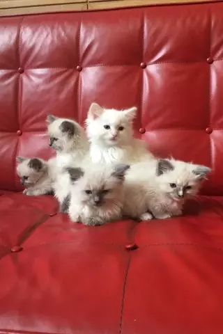 Vidiyo: Mgbe anyị tụrụ ụlọ ọrụ Tatler anya na Ragdoll kittens 4729_12