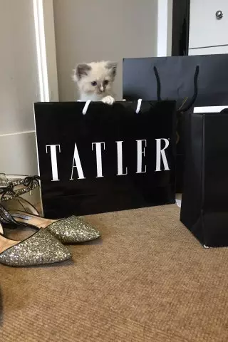 視頻：當我們用布偶貓給 Tatler 辦公室帶來驚喜時 4729_13