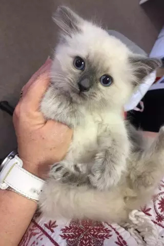 Video: Thaum peb xav tsis thoob lub chaw ua haujlwm Tatler nrog Ragdoll kittens 4729_14