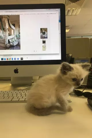 Video: Als wir das Tatler-Büro mit Ragdoll-Kätzchen überraschten 4729_16