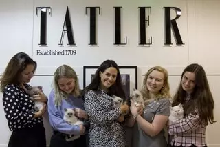 Video: Als wir das Tatler-Büro mit Ragdoll-Kätzchen überraschten 4729_2