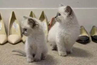 Video: Thaum peb xav tsis thoob lub chaw ua haujlwm Tatler nrog Ragdoll kittens 4729_4