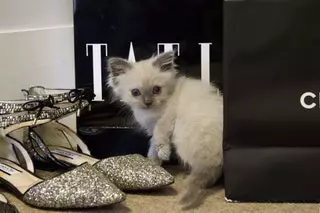 Wideo: Kiedy zaskoczyliśmy biuro Tatler kociętami Ragdoll 4729_6