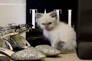 Video: Thaum peb xav tsis thoob lub chaw ua haujlwm Tatler nrog Ragdoll kittens 4729_7