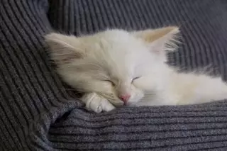 Video: Thaum peb xav tsis thoob lub chaw ua haujlwm Tatler nrog Ragdoll kittens 4729_8