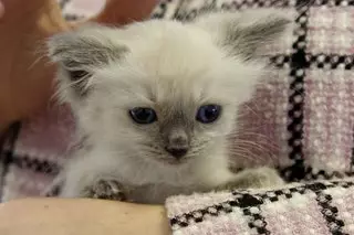 Video: Thaum peb xav tsis thoob lub chaw ua haujlwm Tatler nrog Ragdoll kittens 4729_9