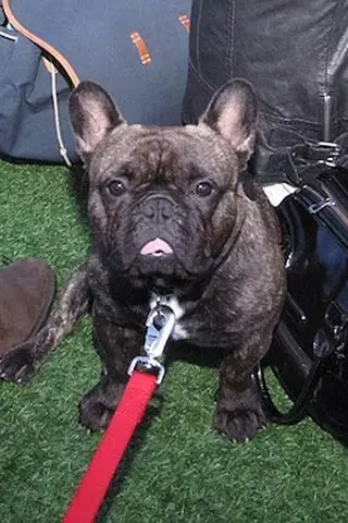 Marrow the French bulldog