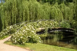 Mottisfont Gardens Romsey Hampshire Ing taun 1930-an sosialita Maude Russell nggawe Mottisfont abad kaping 18 dadi omahe. Banget...