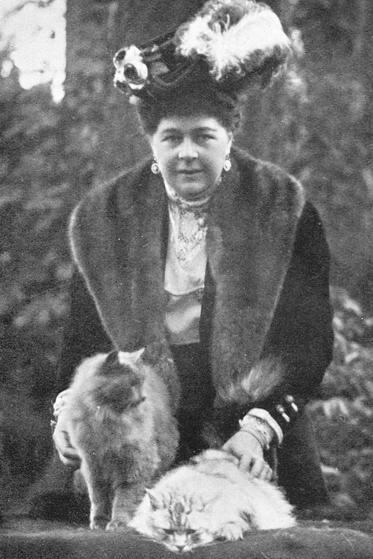 Countess weAberdeen aive nyanzvi yekurera Blue Persians uye Silver Tabbies muna 1925.