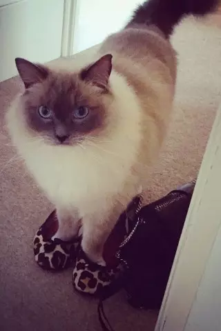 Diese kleine Pussy mag Schuhe mit Leopardenmuster