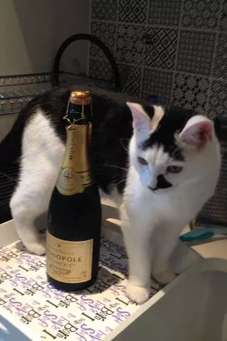 Während diese kleine Pussy einen Champagnertee bevorzugt