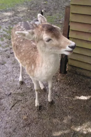 Und diese kleine Pussy ist nicht einmal eine Pussy, sondern ein sehr verwirrtes Reh