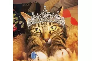 Diese kleinen Pussy-Herz-Diademe