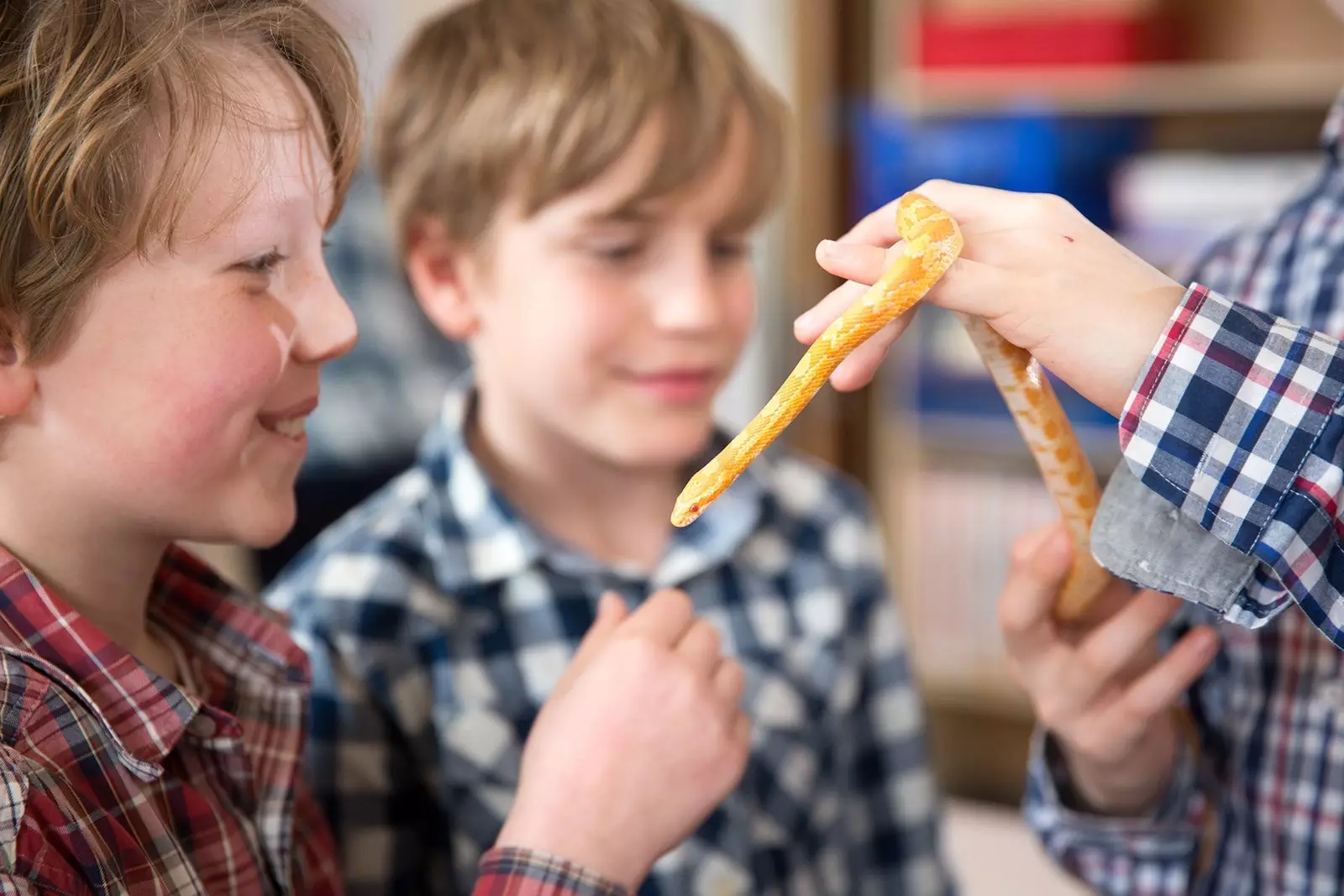 Scuola per animali domestici di lusso nel Regno Unito