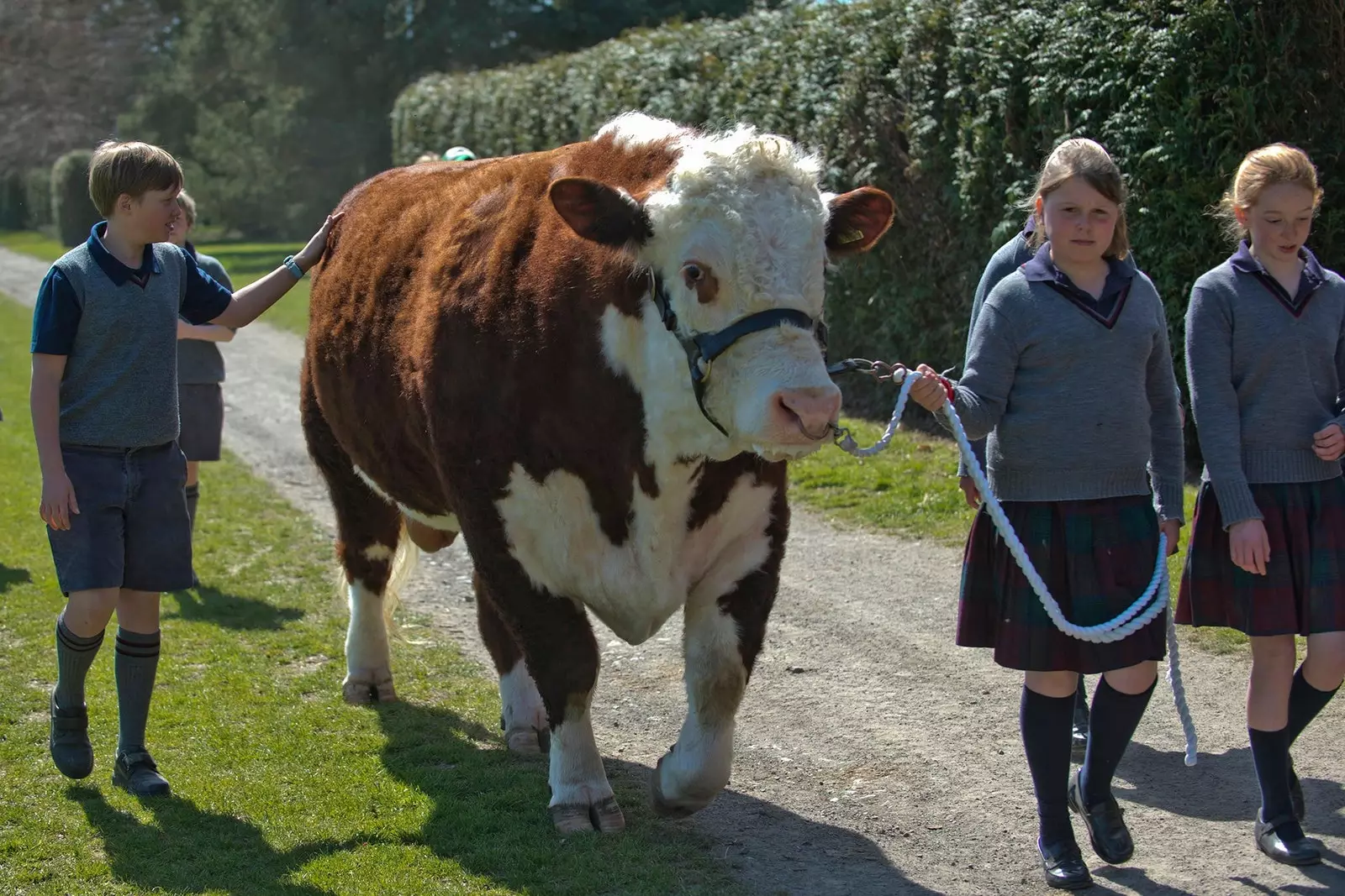 Posh húsdieren skoalle uk