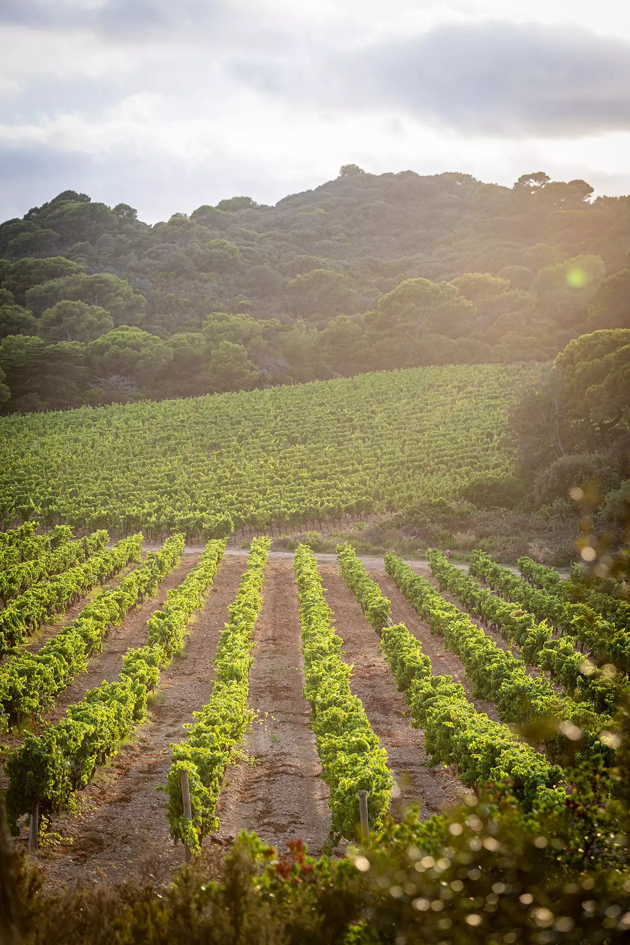 Ra mắt rượu Chanel Domaine de L'Ile Rose 2019