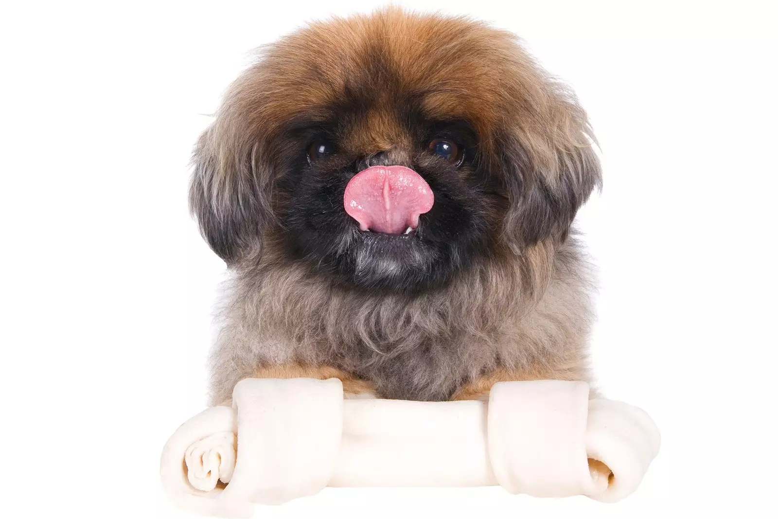 Perros elegantes Las mejores razas de perros Qué hacen los perros Las personas elegantes tienen perros de campo