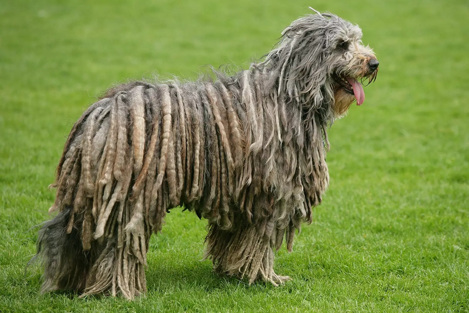 Perros elegantes Las mejores razas de perros Qué hacen los perros Las personas elegantes tienen perros de campo