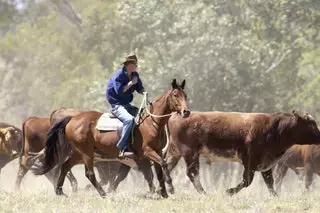 Umuganwa Harry kuragira ibimasa muri Queensland Ugushyingo 2003