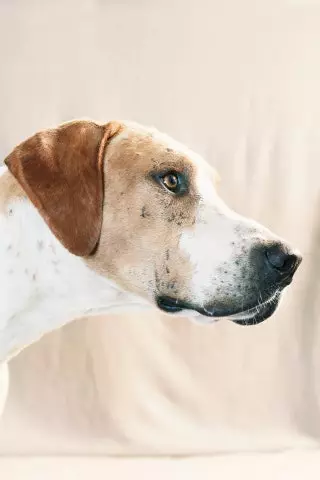 Broker Handsome Broker foi descrito no Peterborough Royal Foxhound Show deste ano como sendo 'em uma classe própria'.