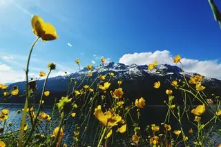 Las flores encuentran la manera de florecer en el soleado St. Moritz.